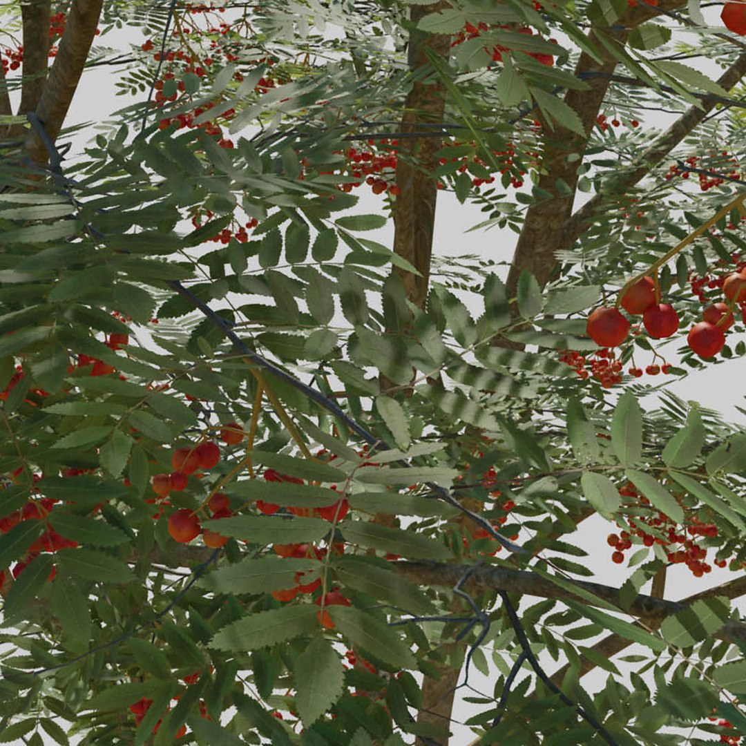Mountain Ash Tree 3D Model - TurboSquid 1830194