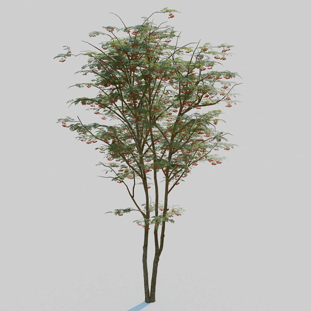 Mountain Ash Tree 3D Model - TurboSquid 1830194