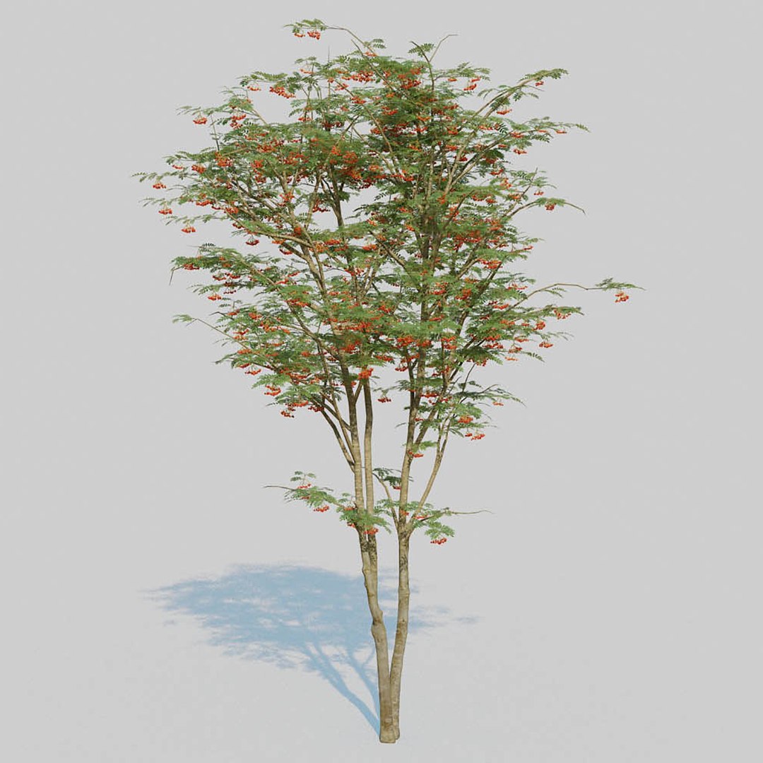 Mountain Ash Tree 3D Model - TurboSquid 1830194