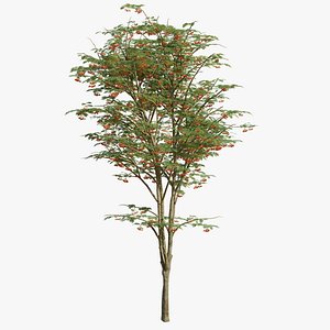 3D Tree Mountain Models - Browse & Download Formats - TurboSquid