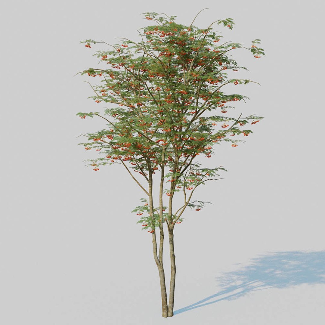 Mountain Ash Tree 3D Model - TurboSquid 1830194