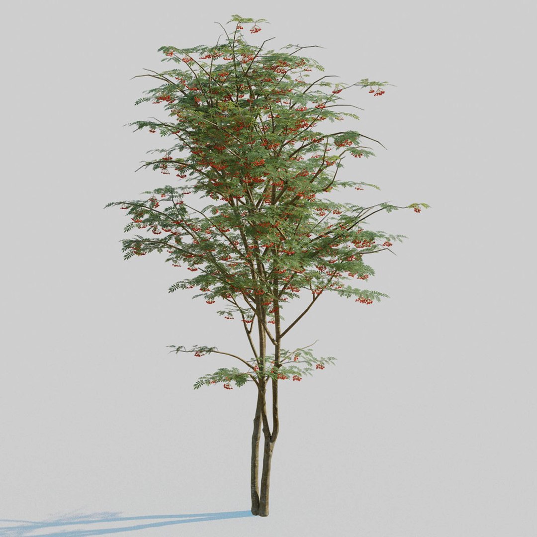 Mountain Ash Tree 3D Model - TurboSquid 1830194