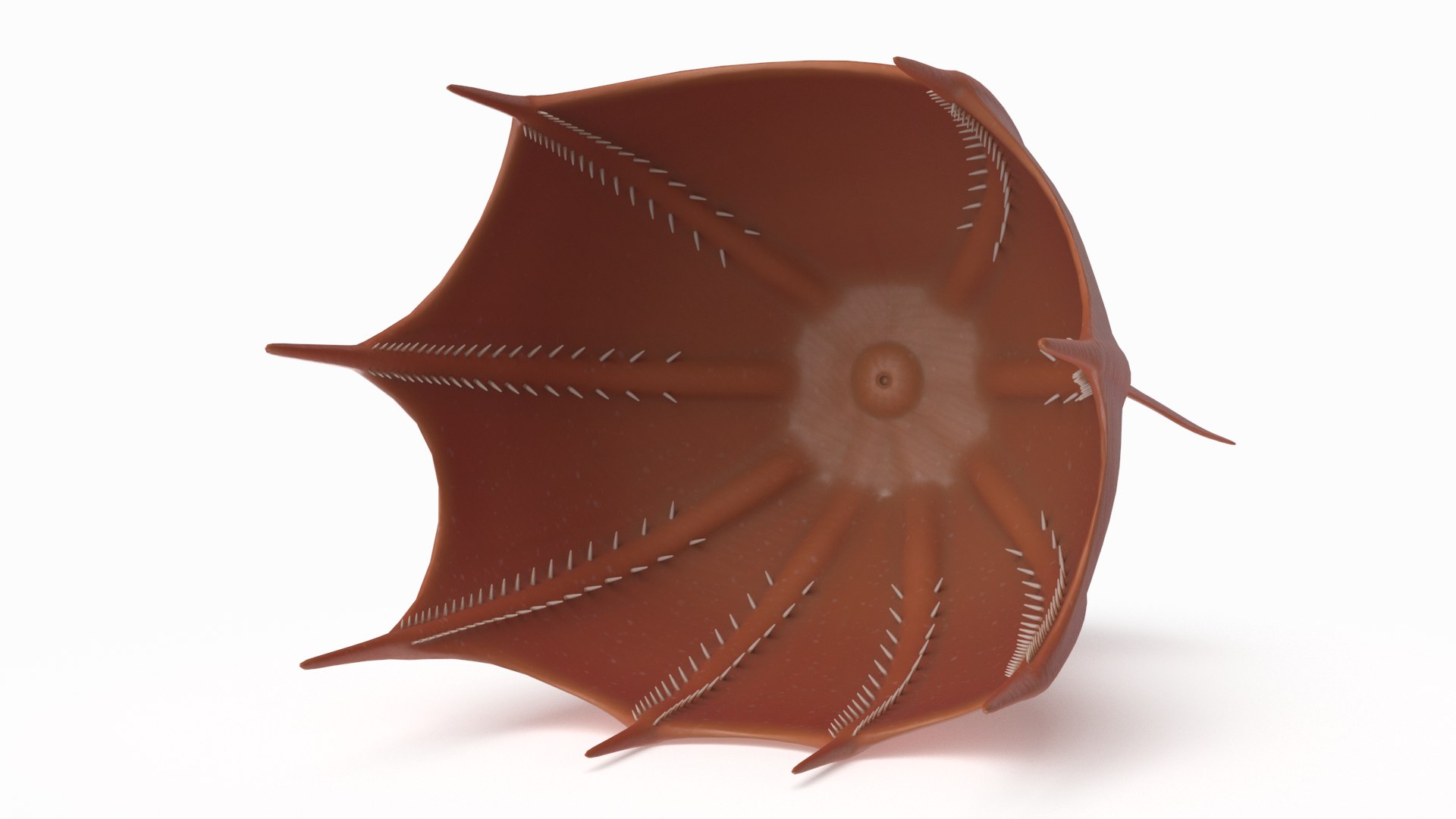 Vampire Squid 3D Model - TurboSquid 1463925