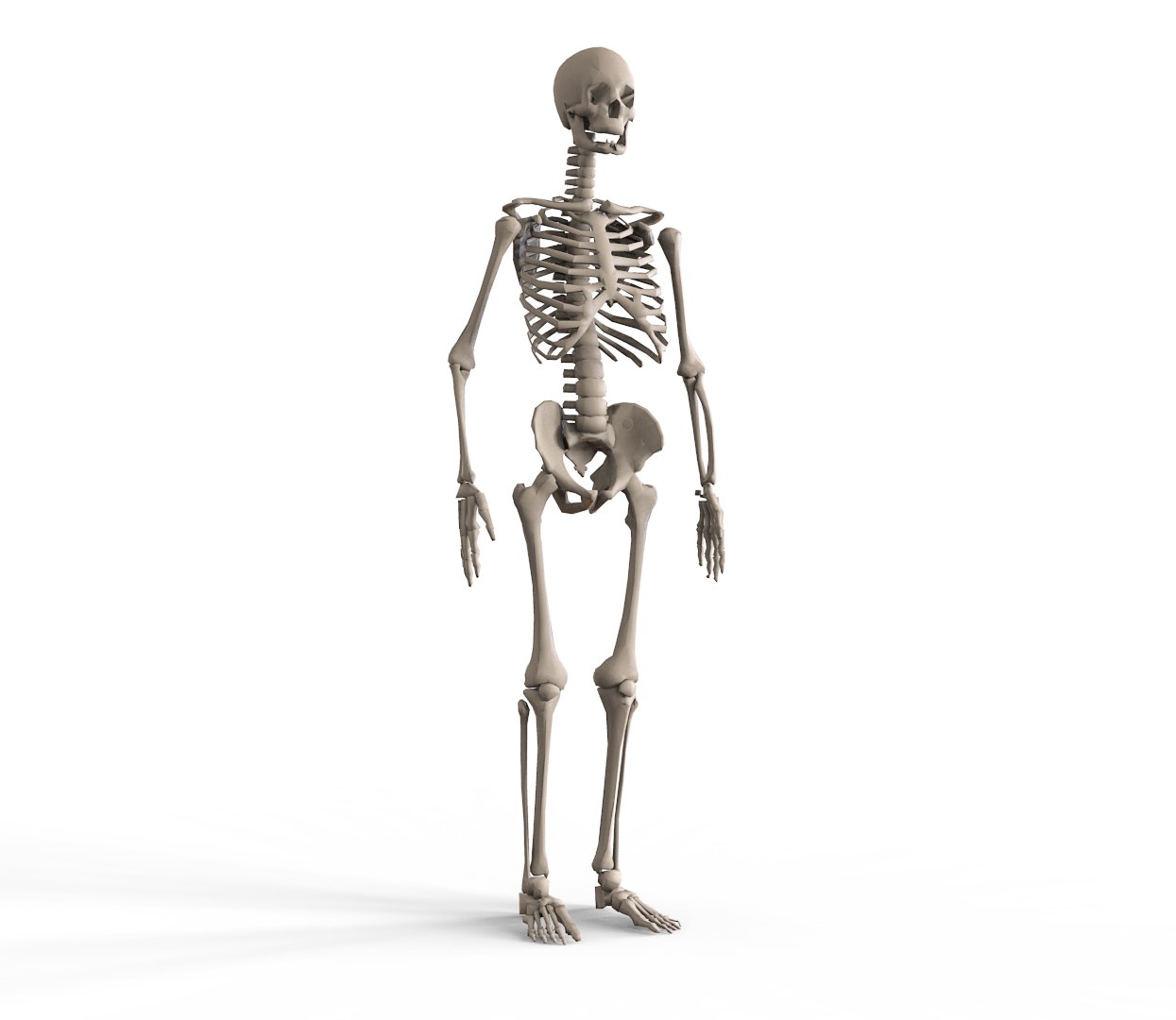 3D human skeleton - TurboSquid 1192669