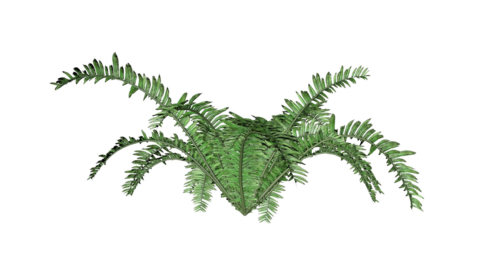 3D Boston Fern Plant - 10 - - TurboSquid 2372575