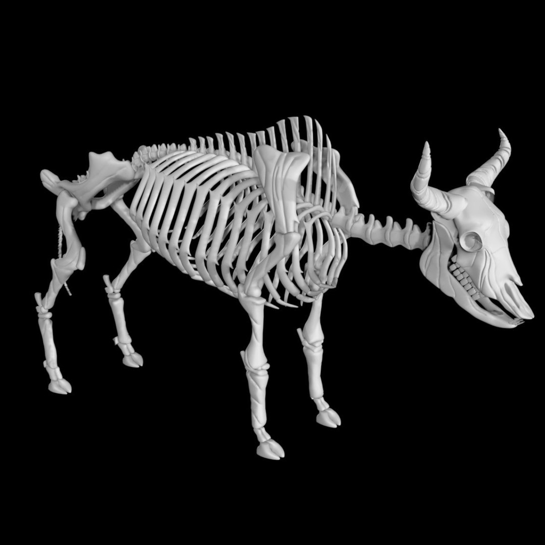 3D Bison skeleton model - TurboSquid 1887850