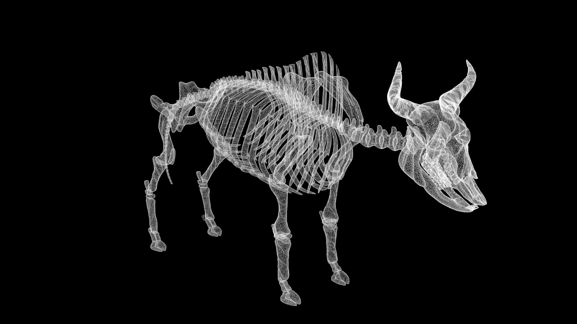 3D Bison skeleton model - TurboSquid 1887850