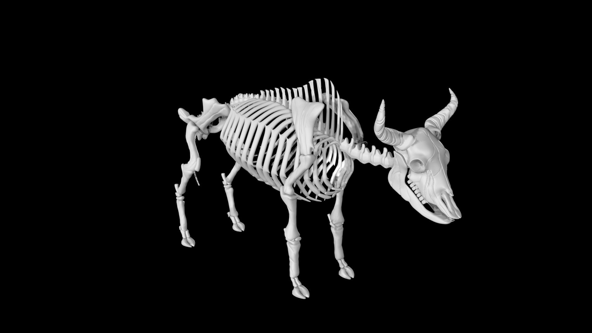 3D Bison skeleton model - TurboSquid 1887850