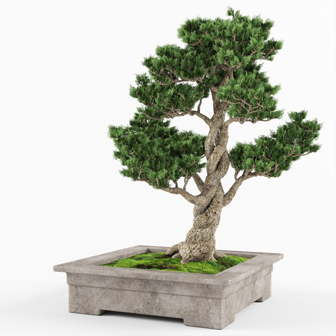 Bonsai Decorative Tree 3D Model - TurboSquid 1614634