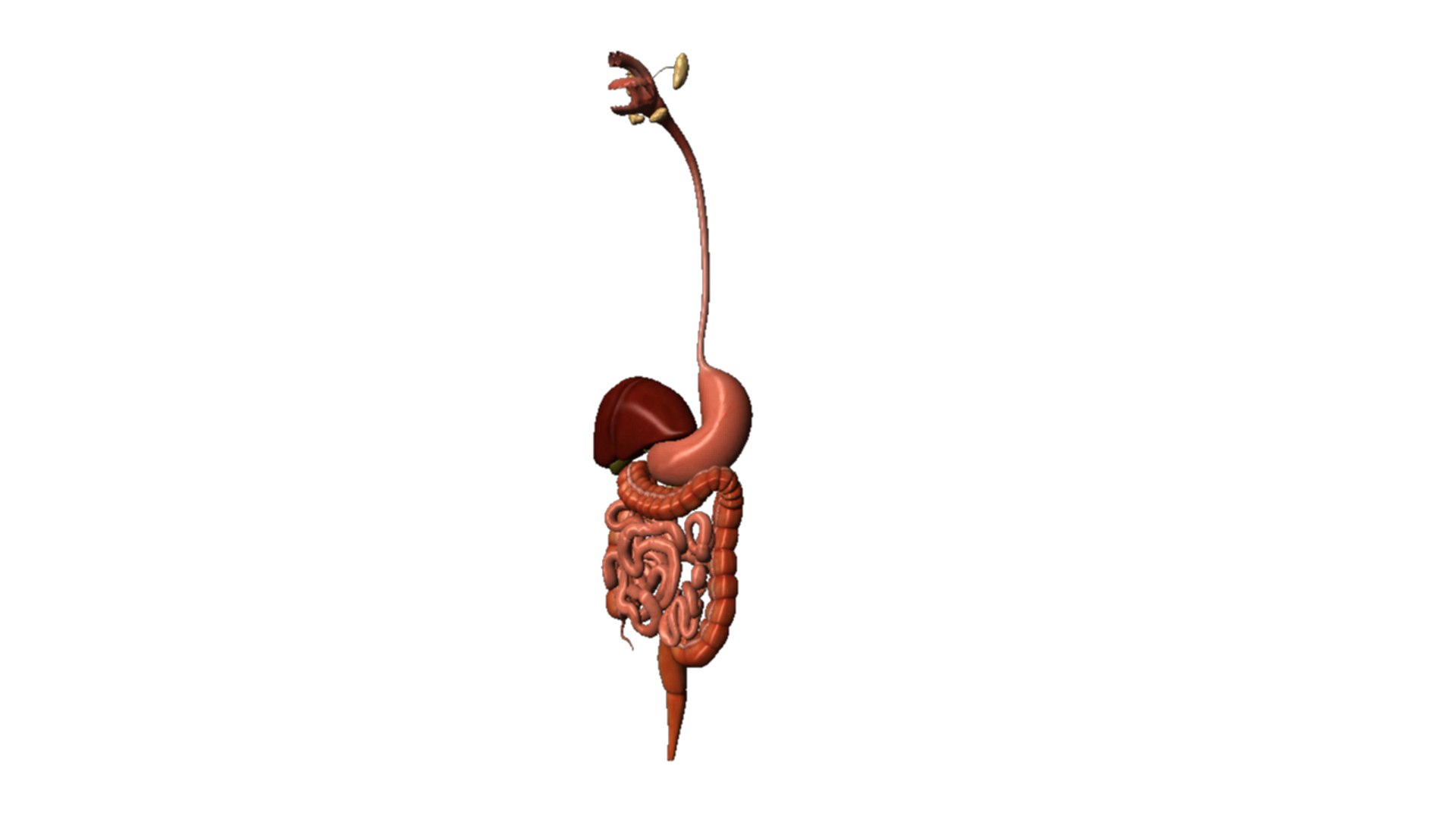 Human Digestive Obj