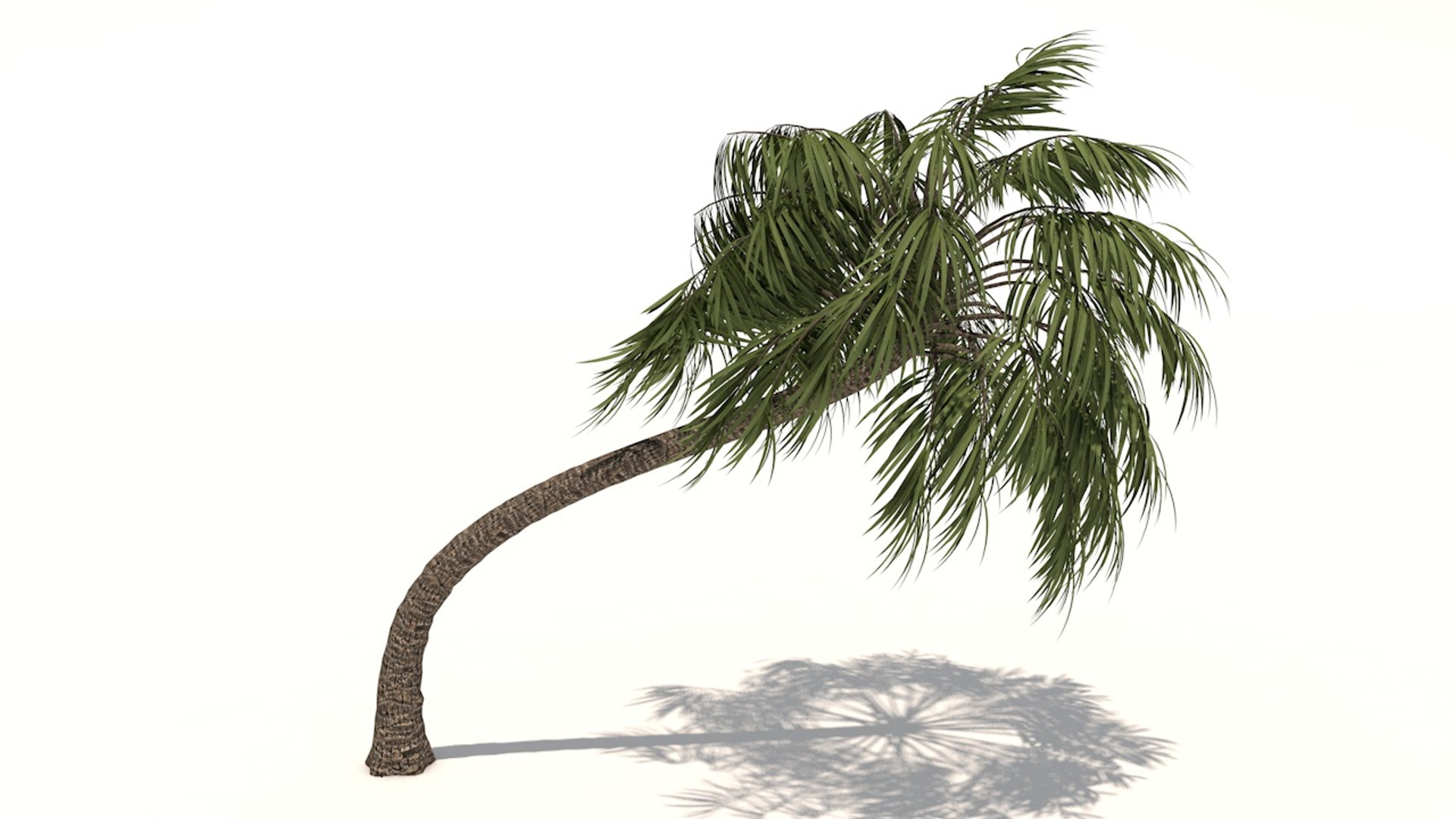 3D Curly Palm Tree Model - TurboSquid 1386660
