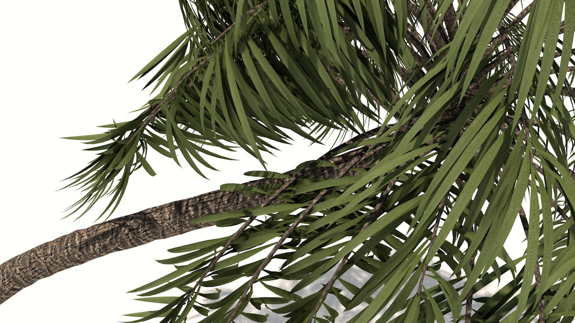 3D Curly Palm Tree Model - TurboSquid 1386660
