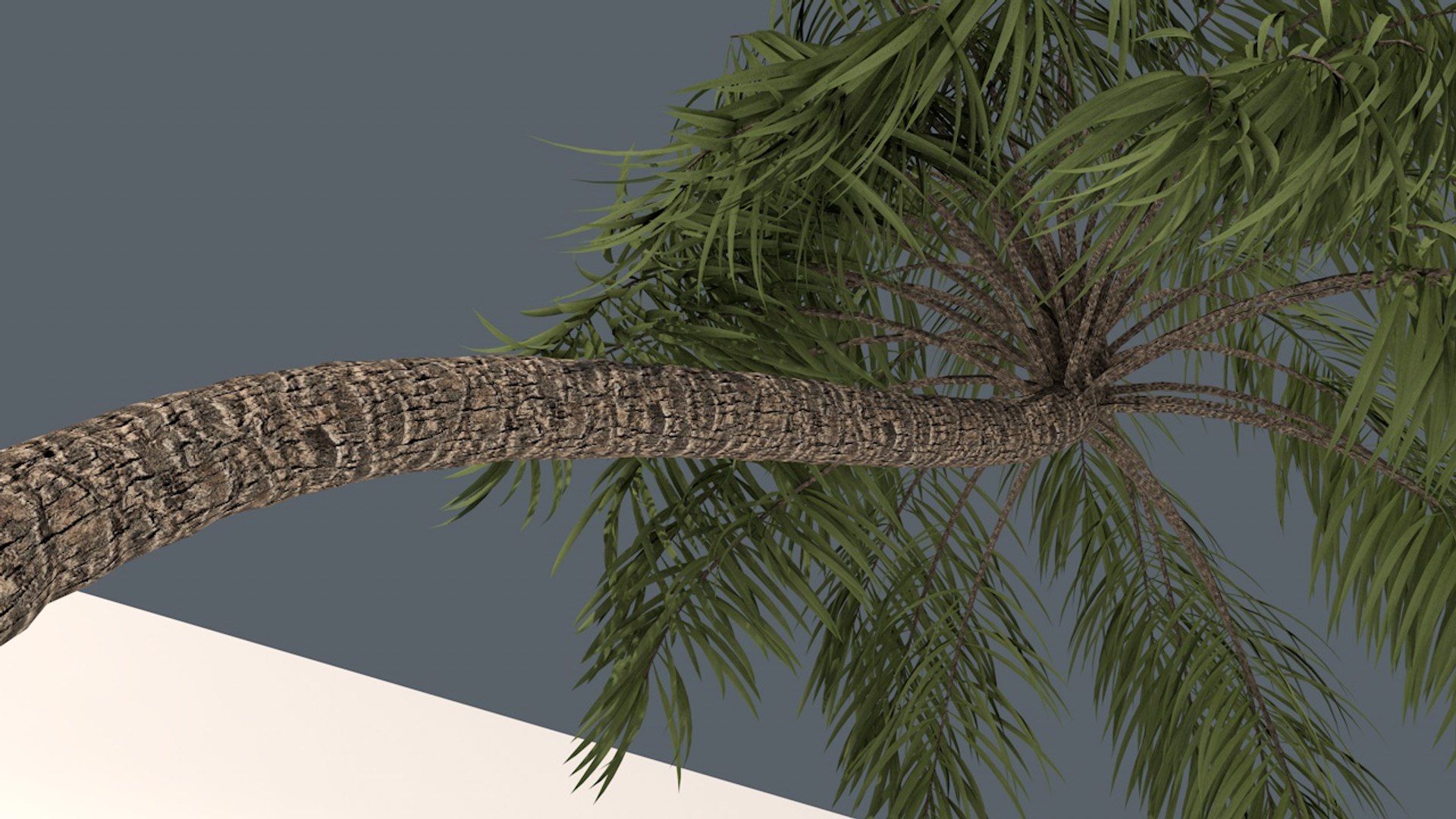 3D Curly Palm Tree Model - TurboSquid 1386660