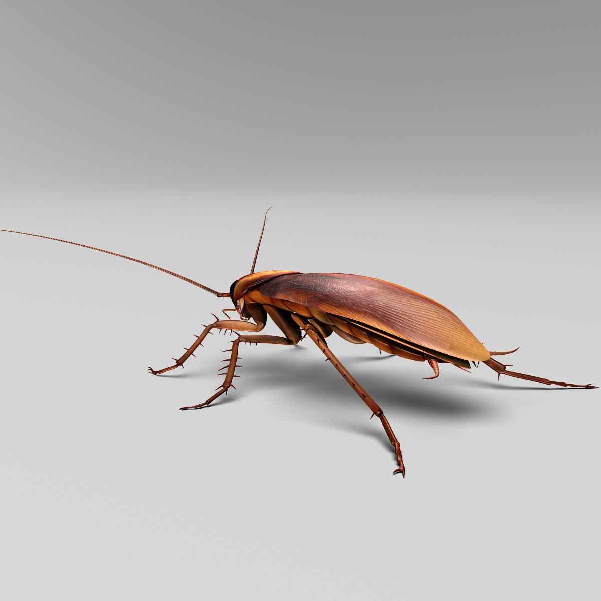 realistic cockroach 3d max