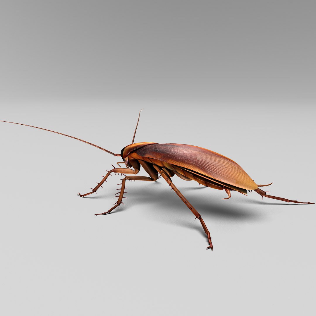 Realistic Cockroach 3d Max