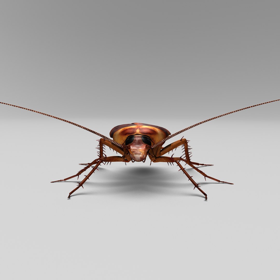 Realistic Cockroach 3d Max