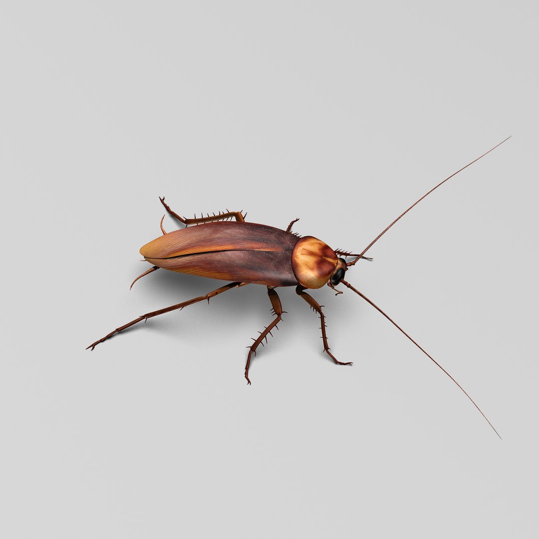 Realistic Cockroach 3d Max