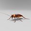 Realistic Cockroach 3d Max