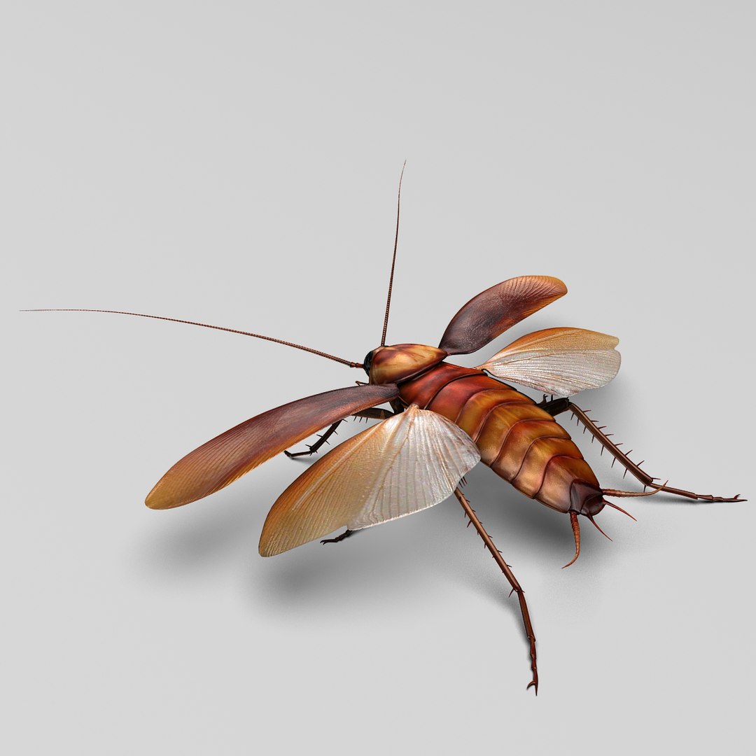Realistic Cockroach 3d Max