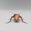 Realistic Cockroach 3d Max
