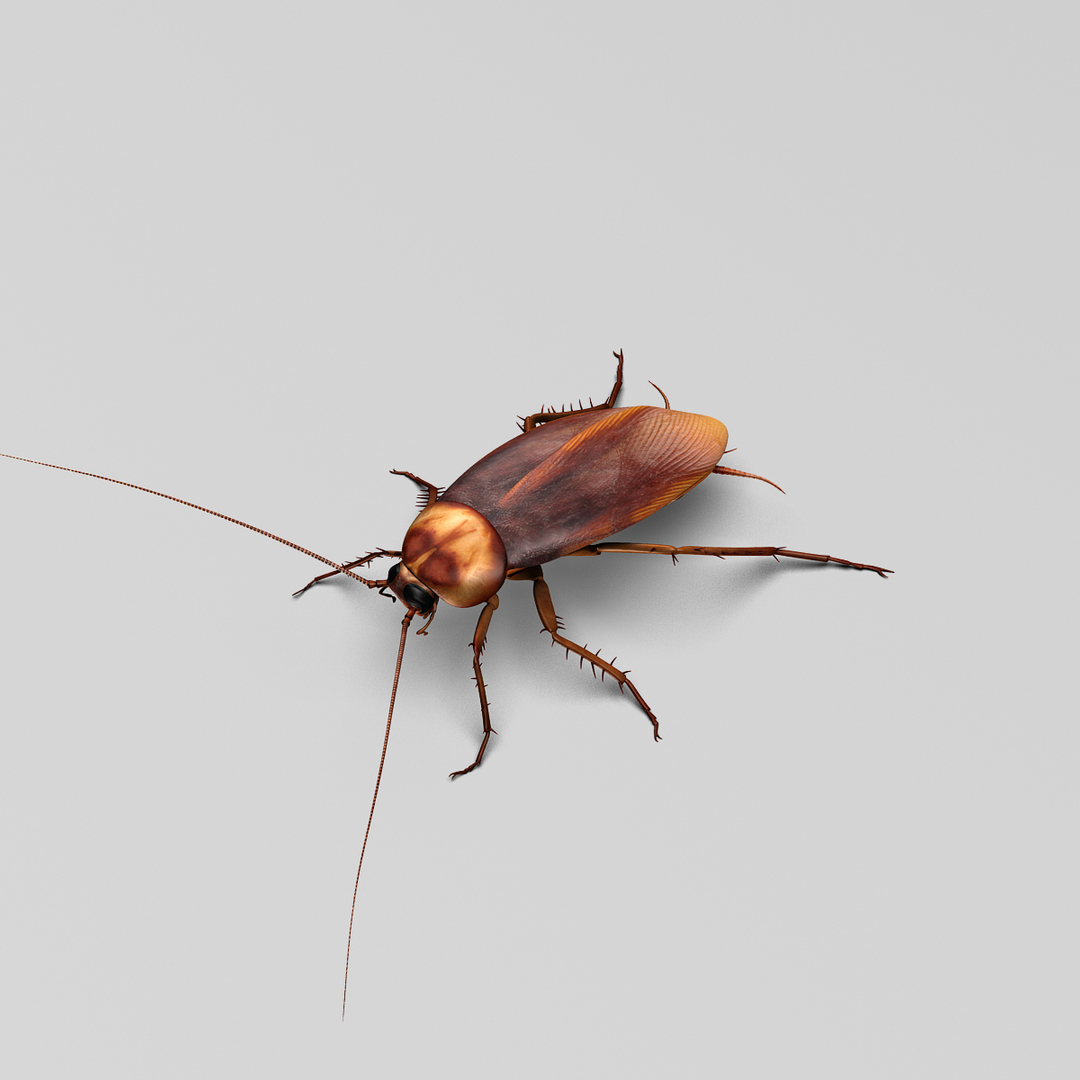 Realistic Cockroach 3d Max