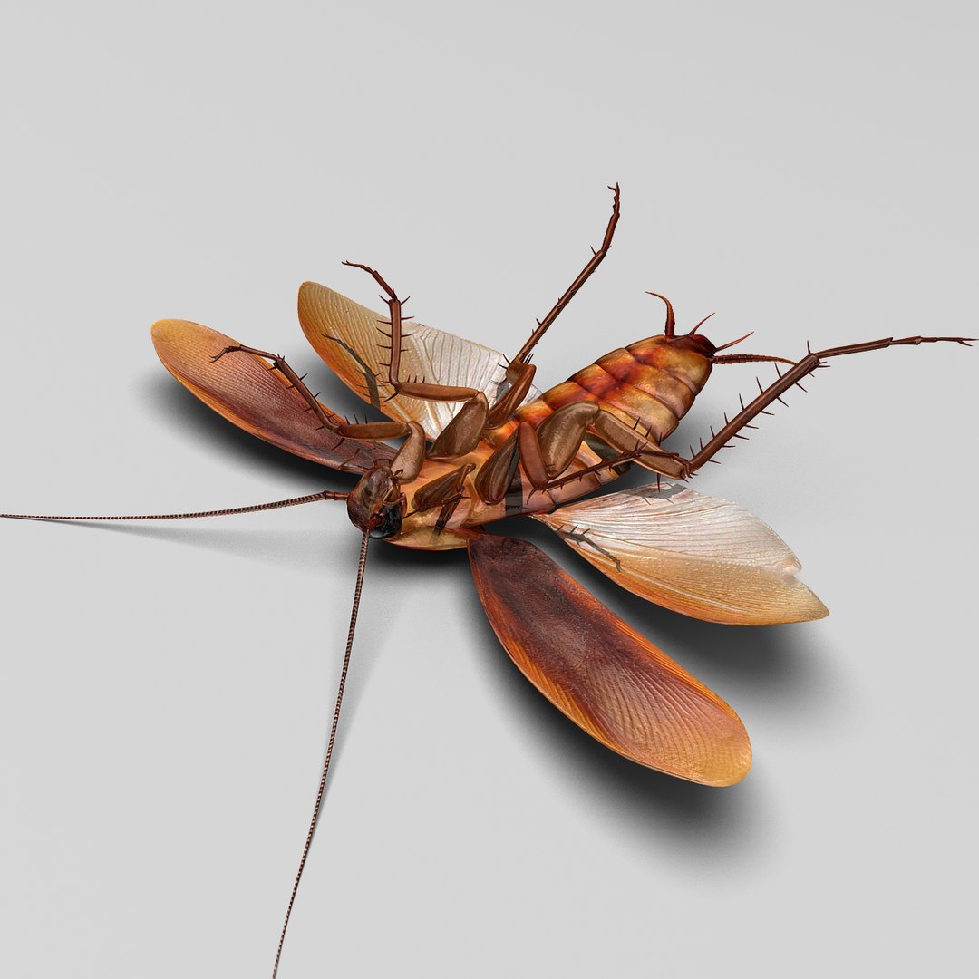 Realistic Cockroach 3d Max