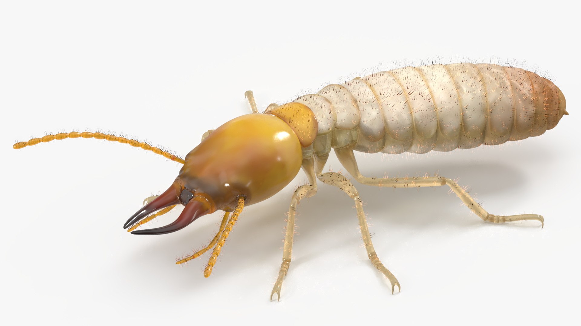 3D Model Termite In Creeping Pose - TurboSquid 2328233