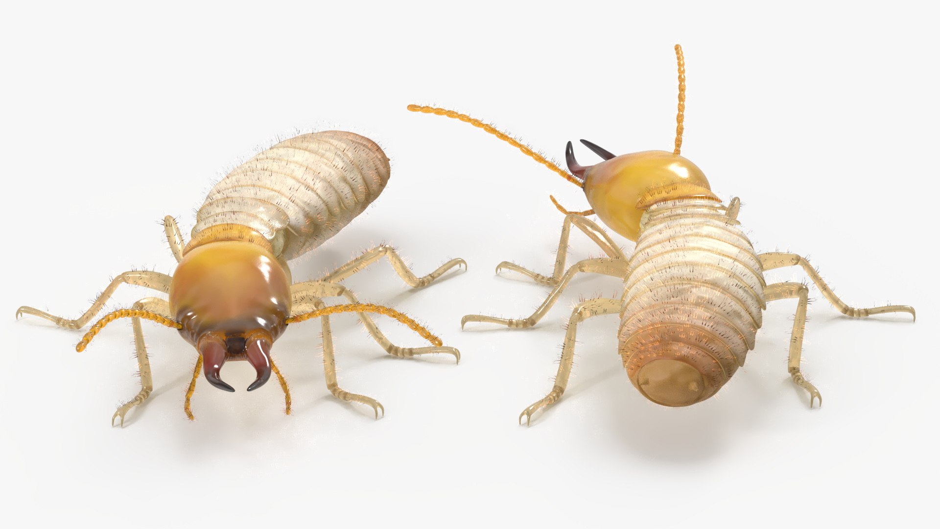 3D Model Termite In Creeping Pose - TurboSquid 2328233