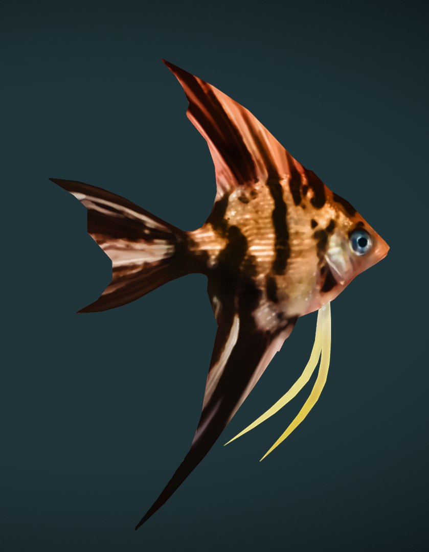 3D Model Fish Animals Angelfish - TurboSquid 1477380
