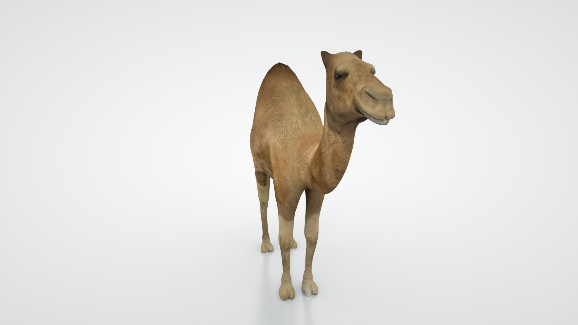 Camel 3d Model