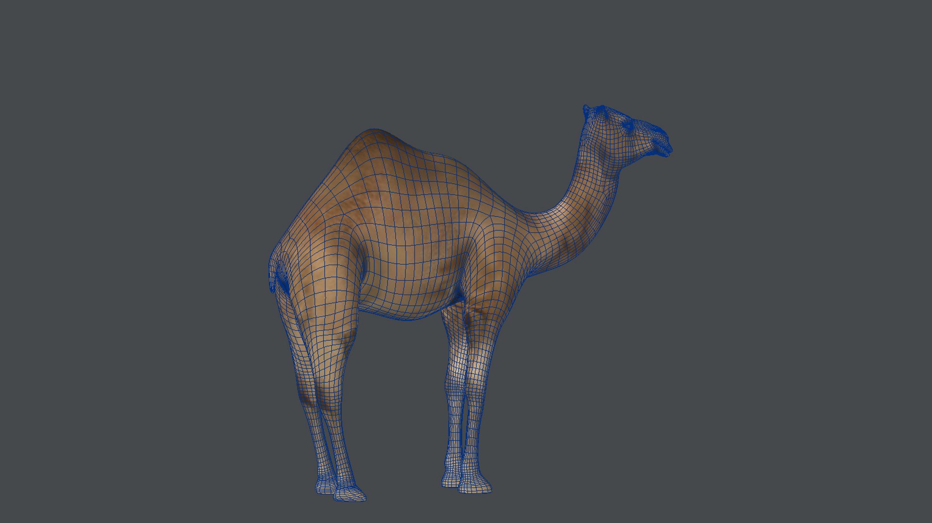 Camel 3d Model