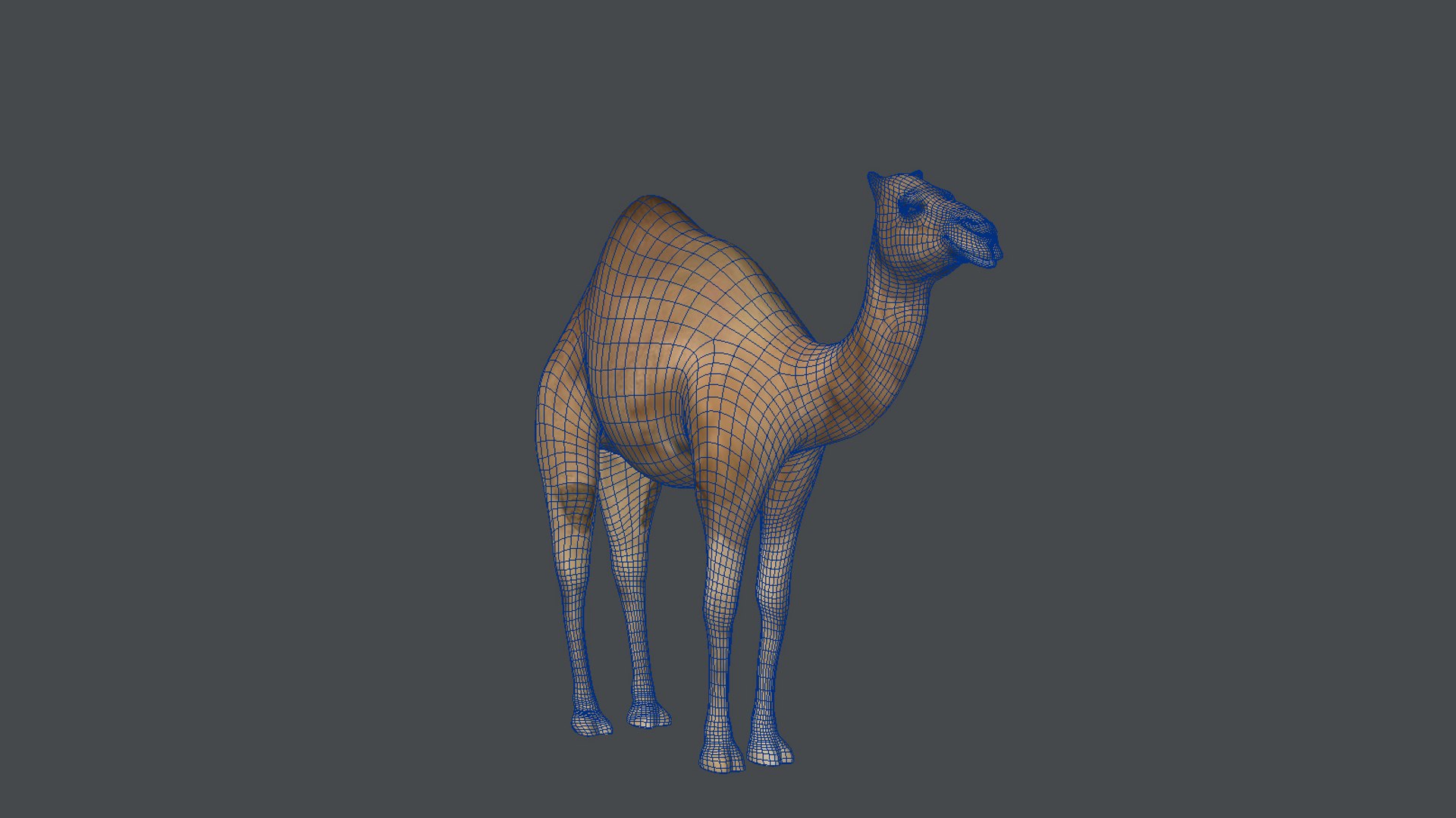 Camel 3d Model