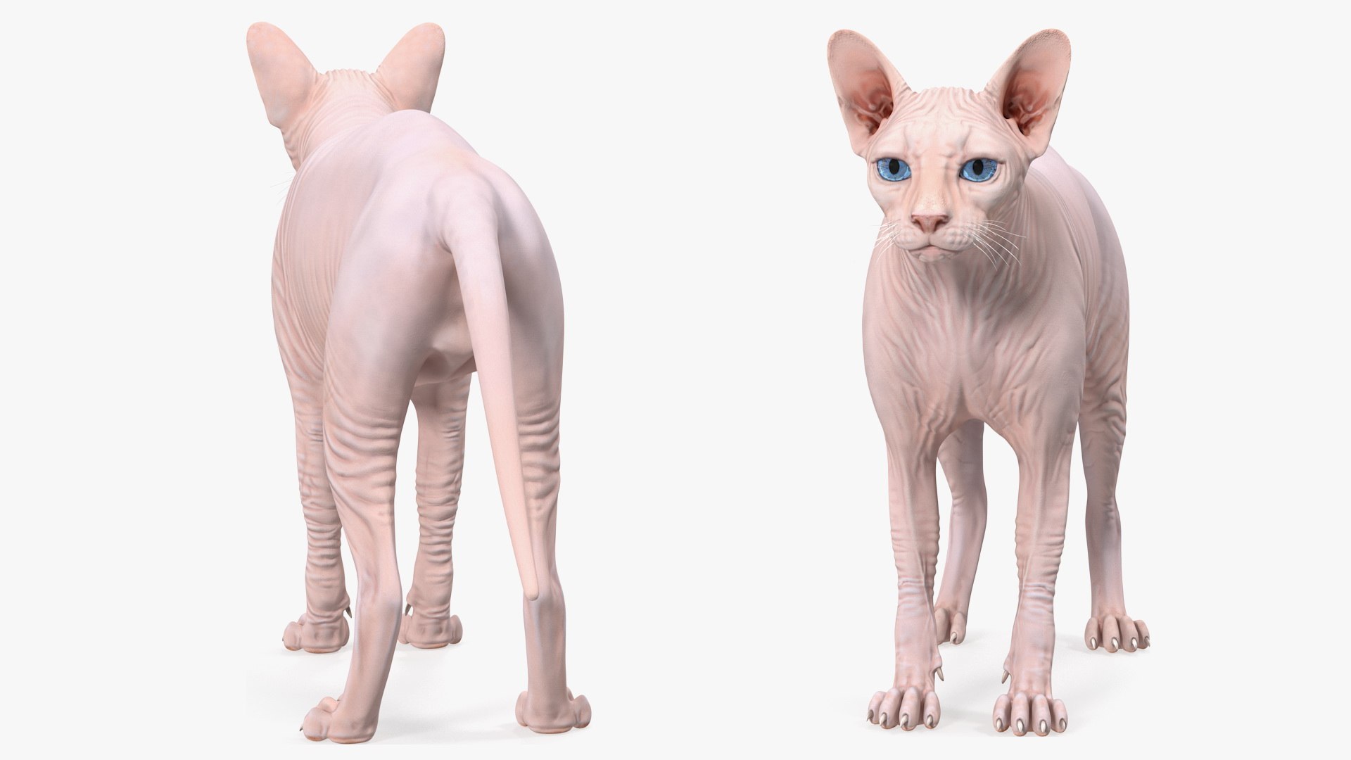 3D cream white sphynx cat - TurboSquid 1645924