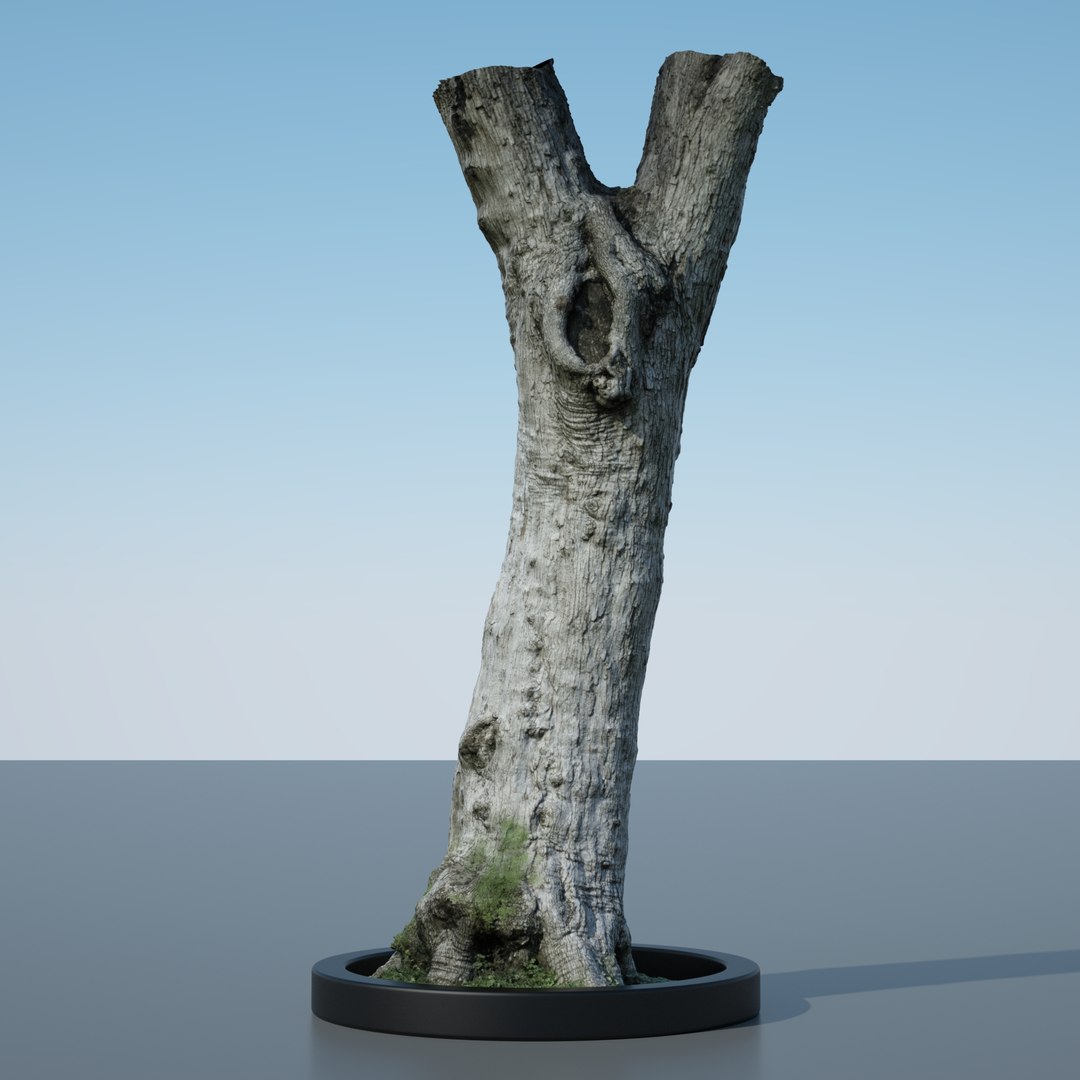 Tree Trunk - 3D Model - TurboSquid 1459646