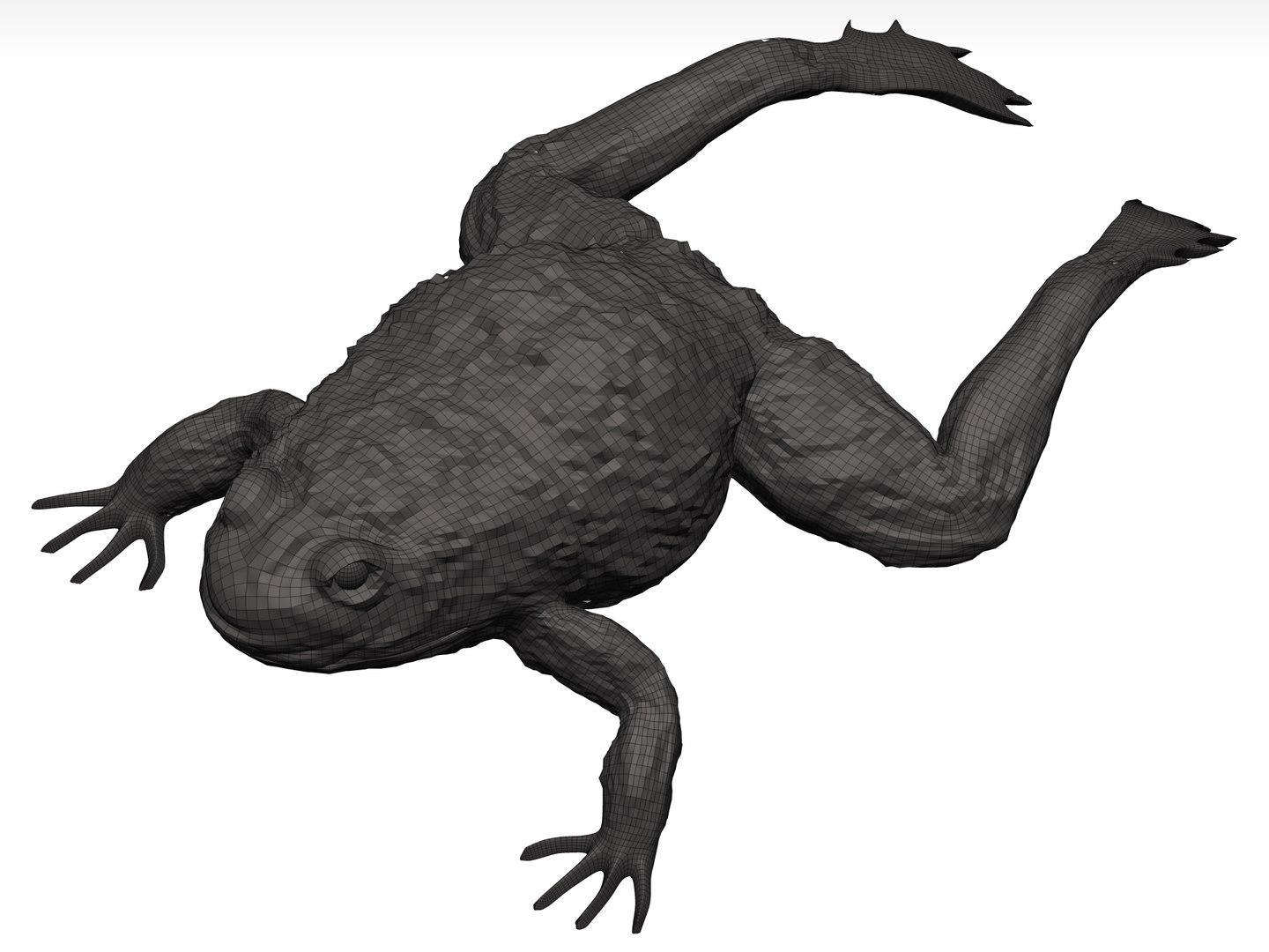 3D Bullfrog Stl - TurboSquid 1774192