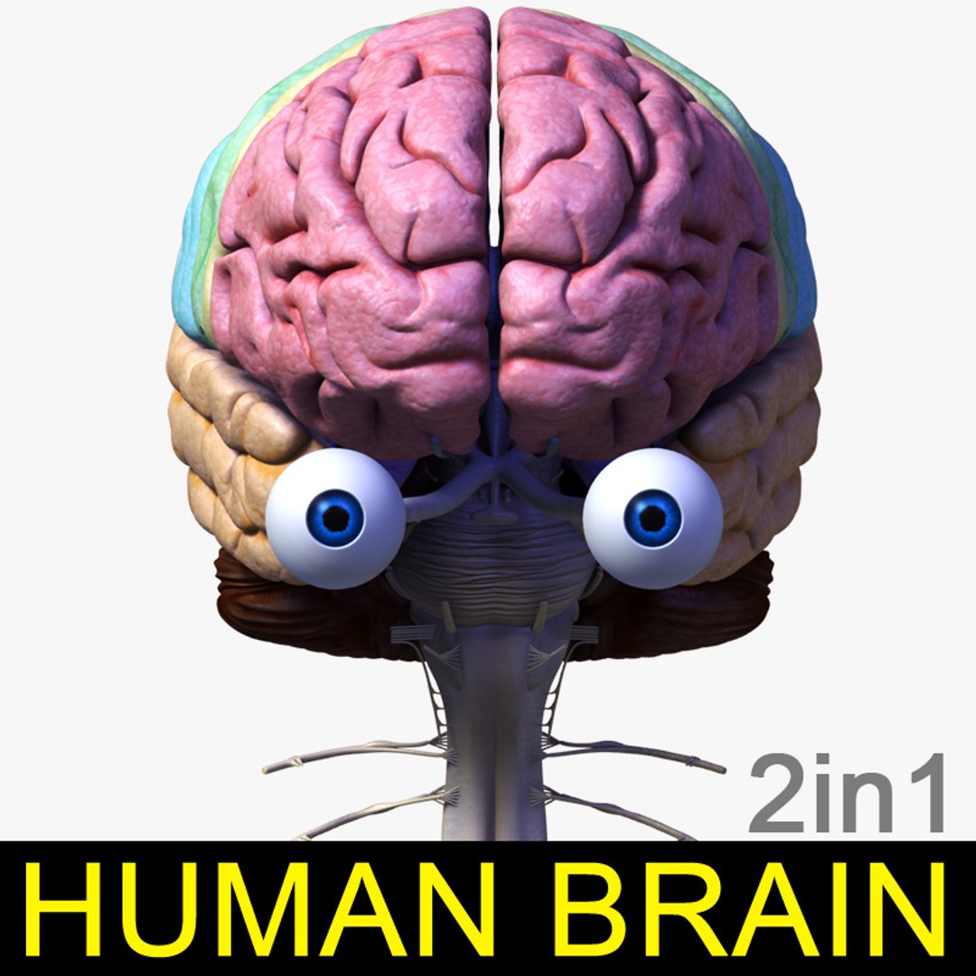 3d max human brain