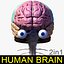 3d Max Human Brain