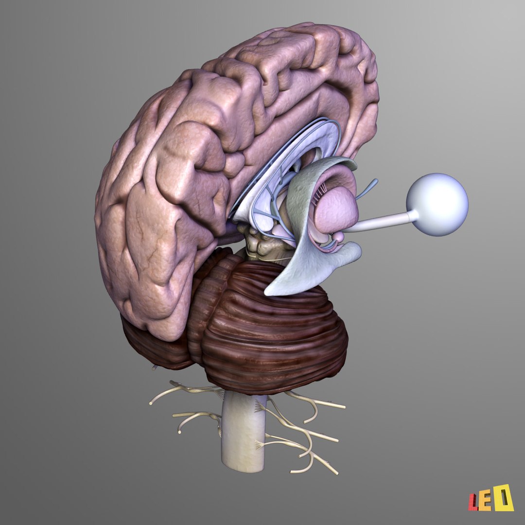 3d Max Human Brain