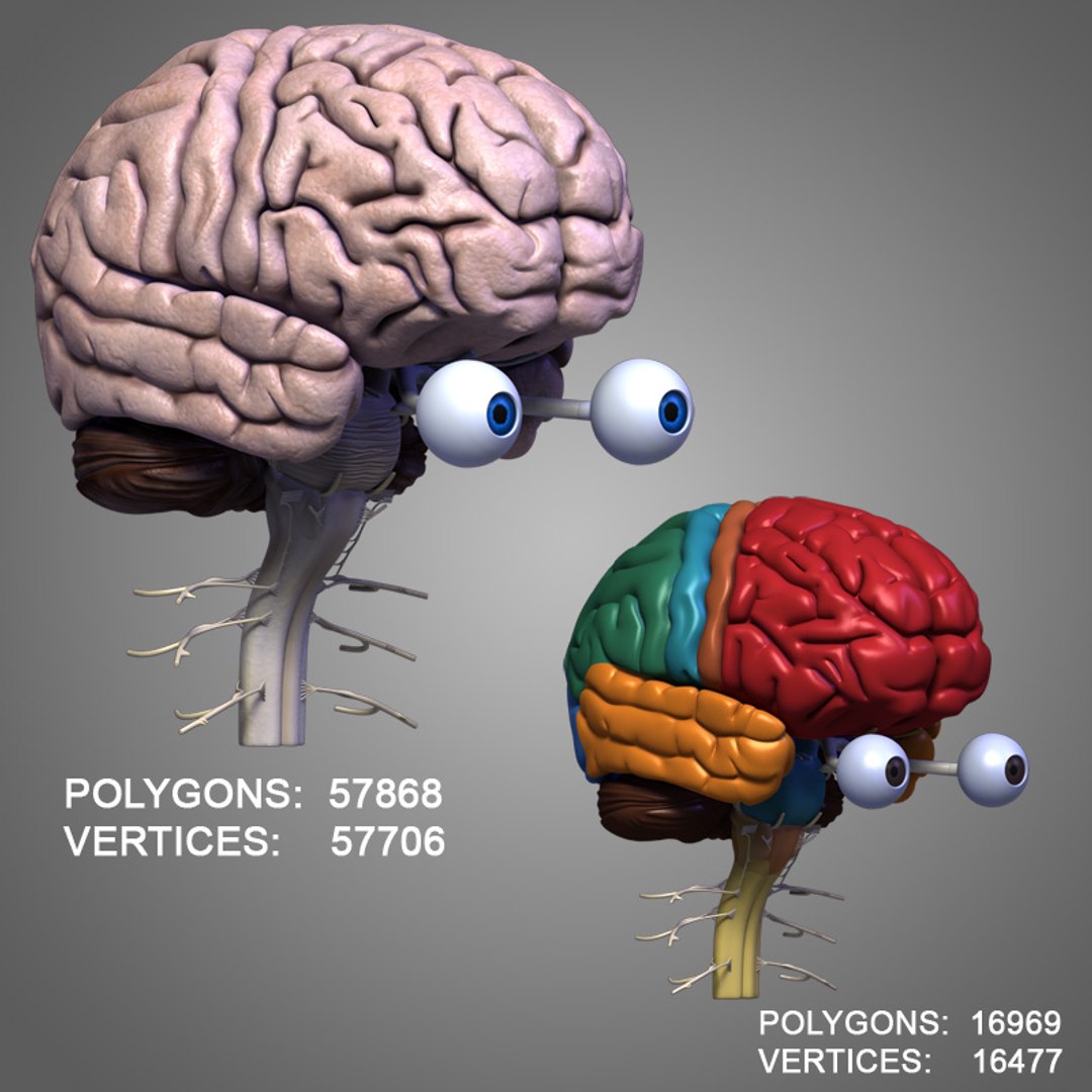3d Max Human Brain