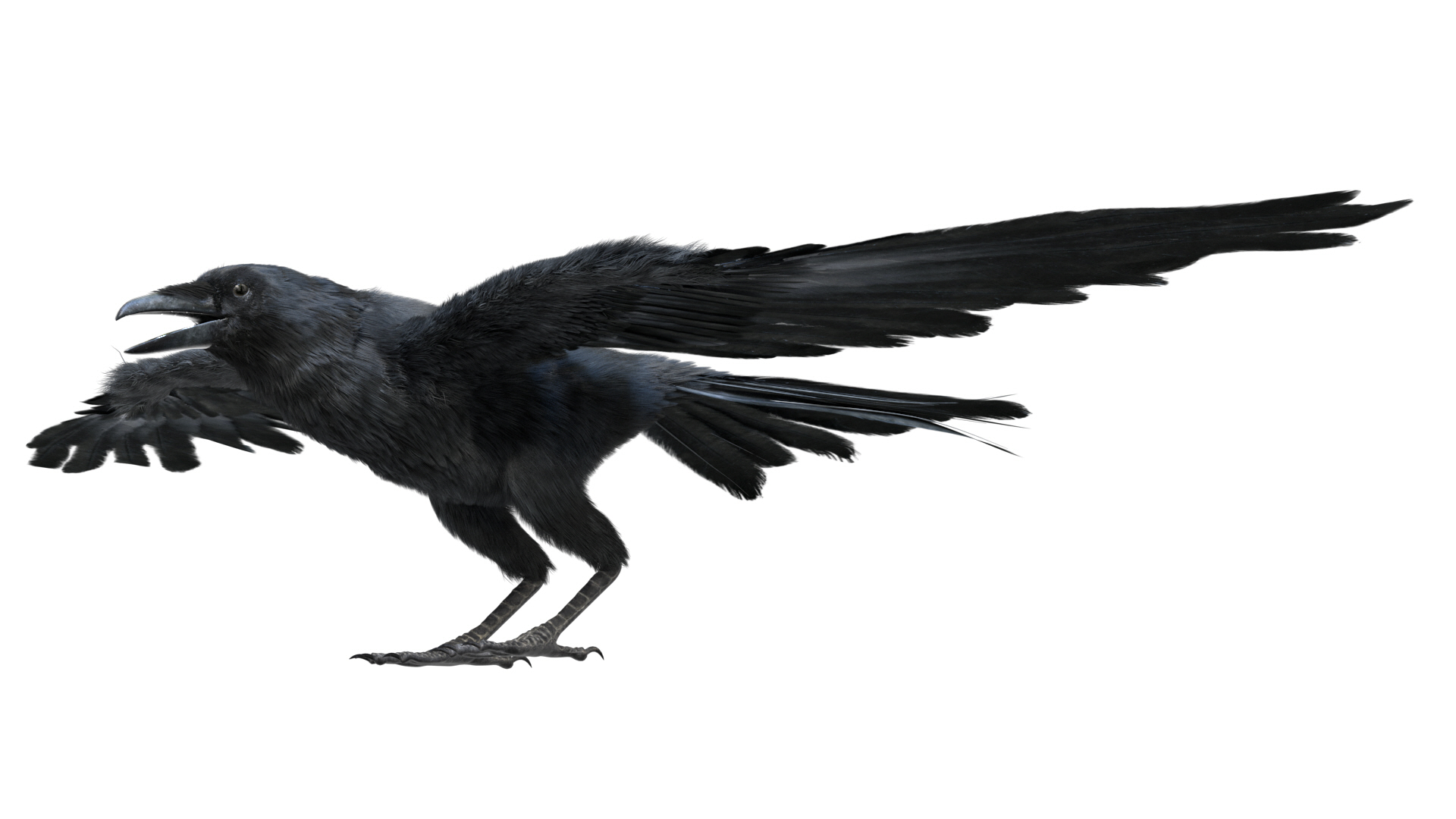 Realistic Crow Rigged Model - TurboSquid 1503172