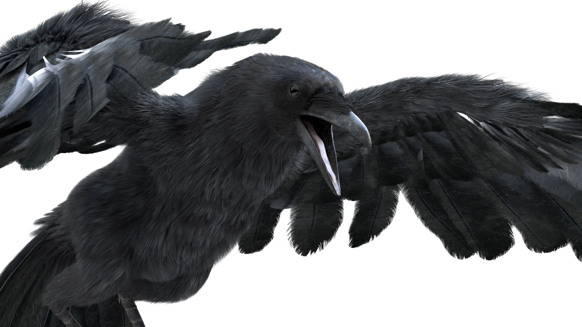 Realistic crow rigged model - TurboSquid 1503172