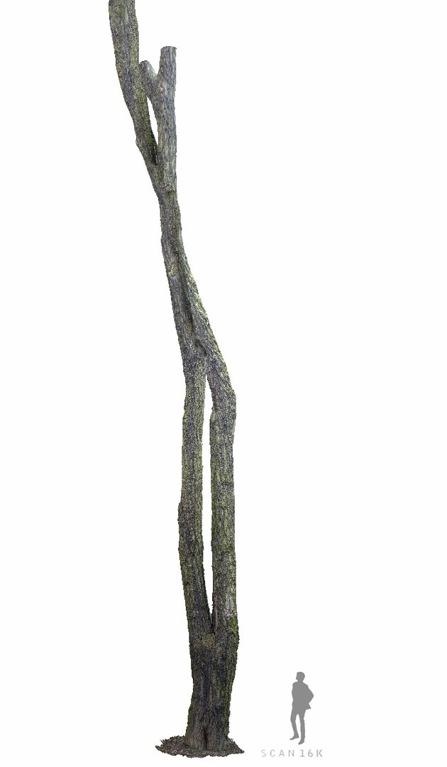 3ds max acacia tree 2