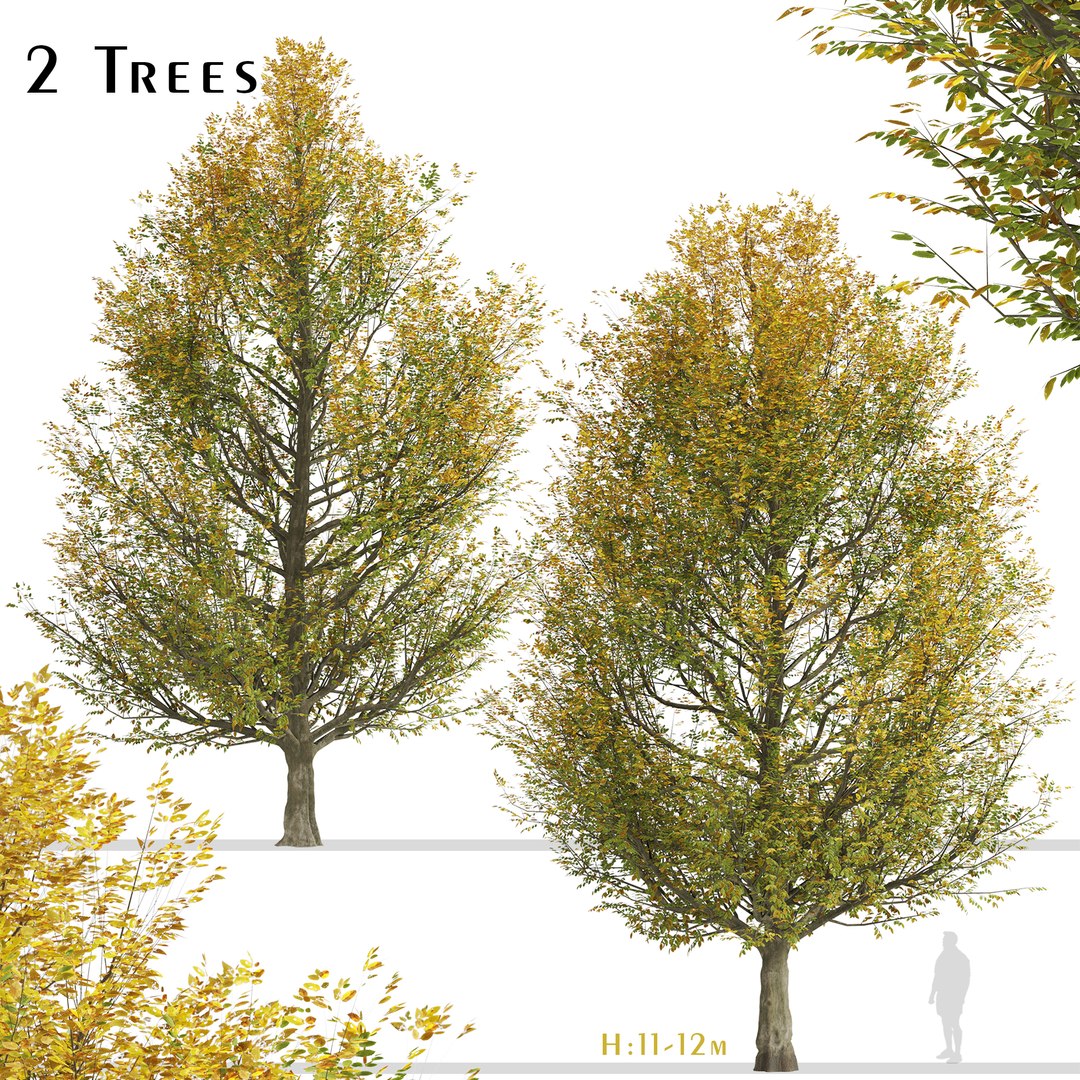 3D Set Of European Hornbeam Or Carpinus Betulus Tree - 2 Trees ...