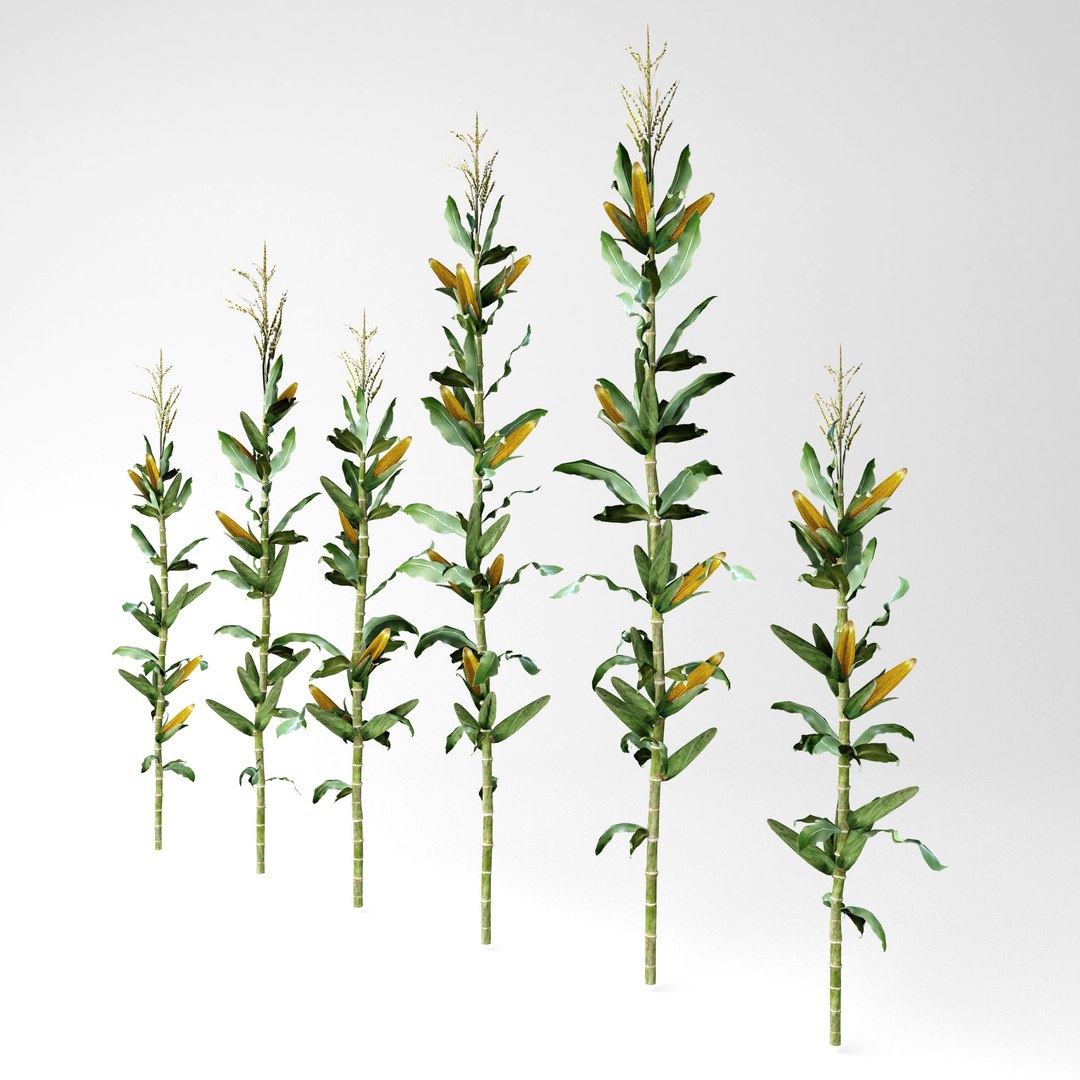 Corn Row 3D Model - TurboSquid 1518423