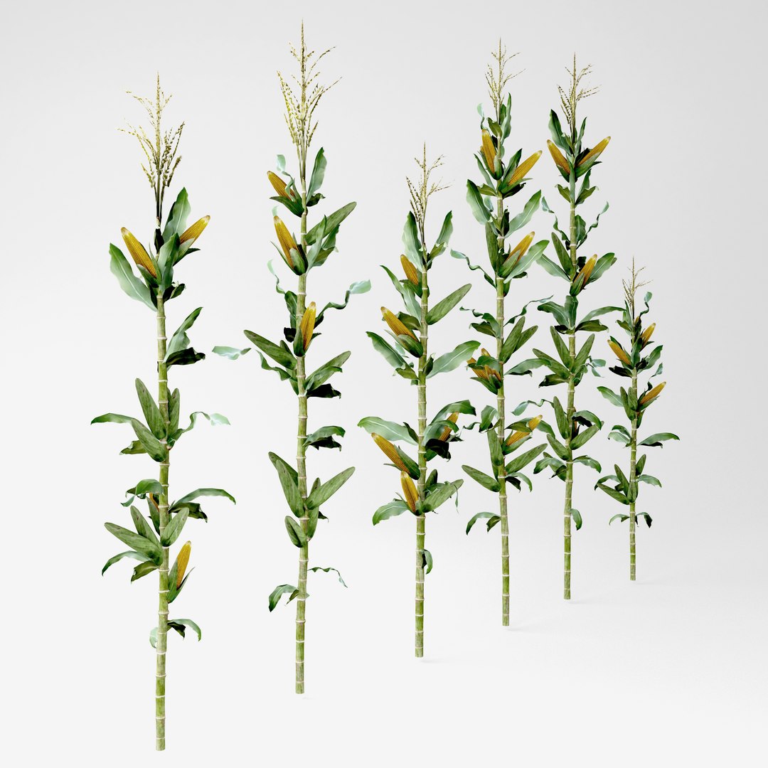 Corn Row 3D Model - TurboSquid 1518423