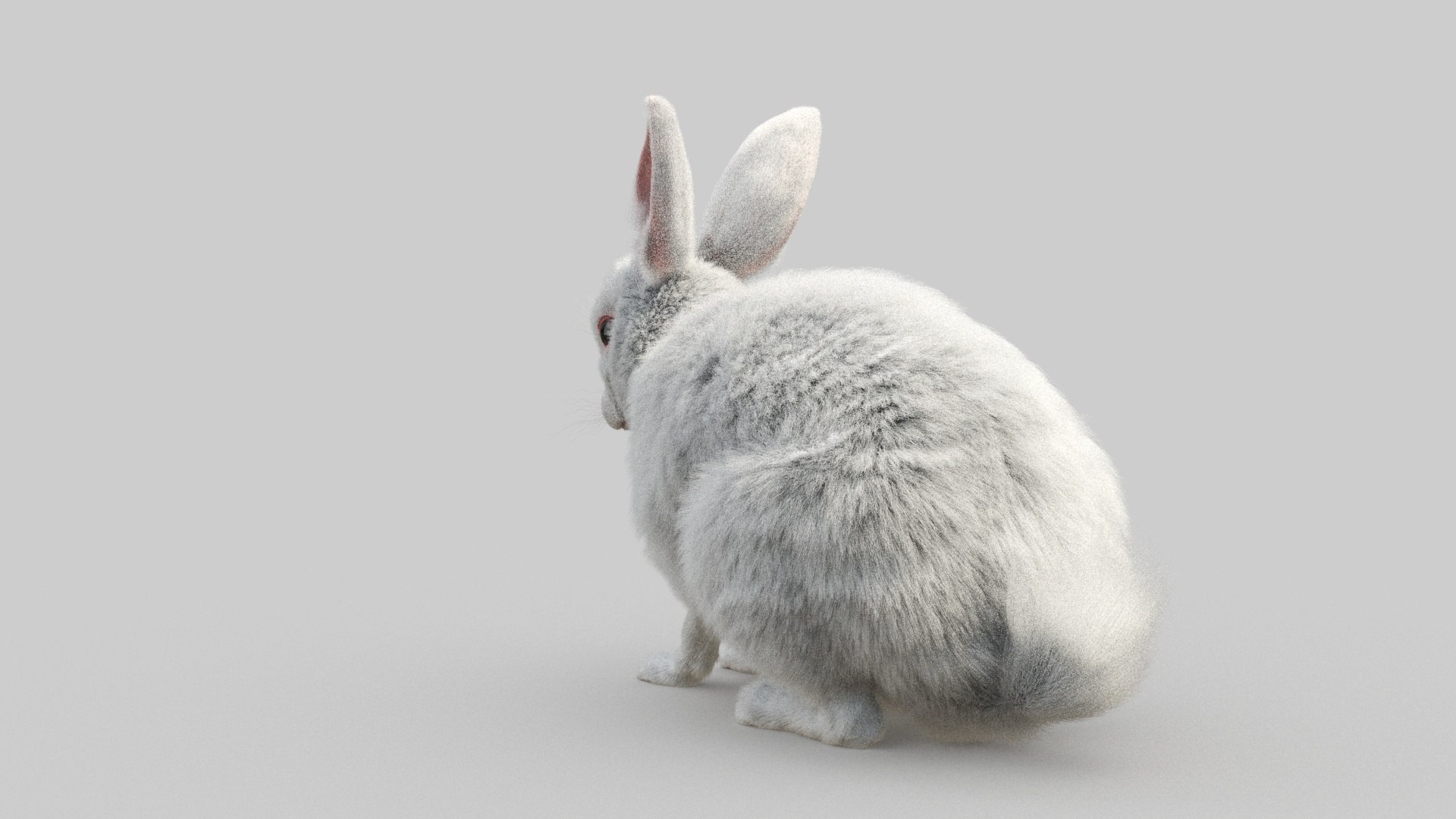 3D White Rabbit - TurboSquid 1796325