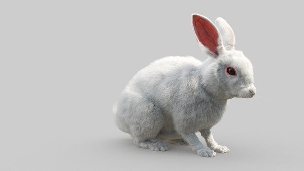 3D White Rabbit - TurboSquid 1796325