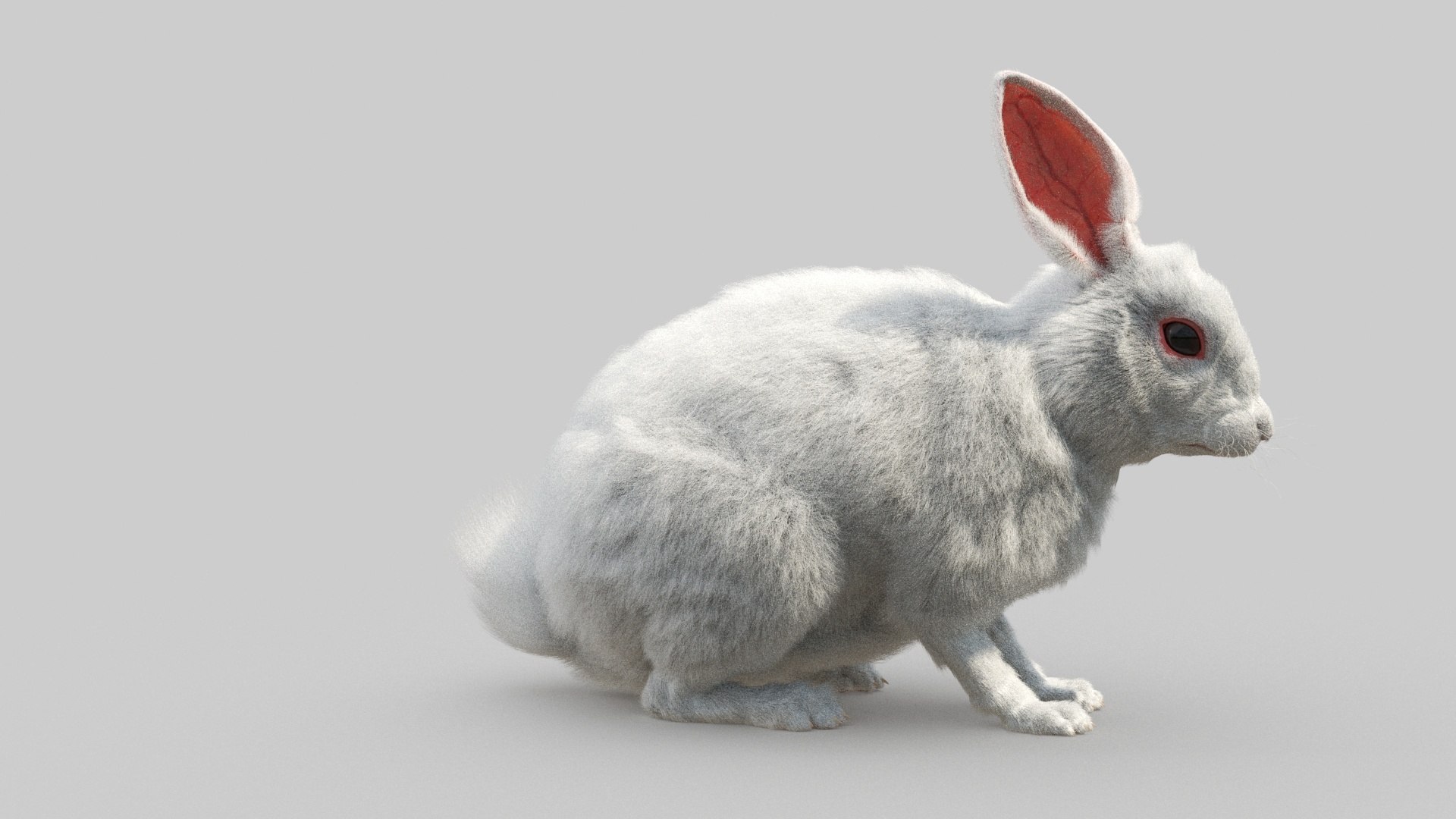 3D White Rabbit - TurboSquid 1796325
