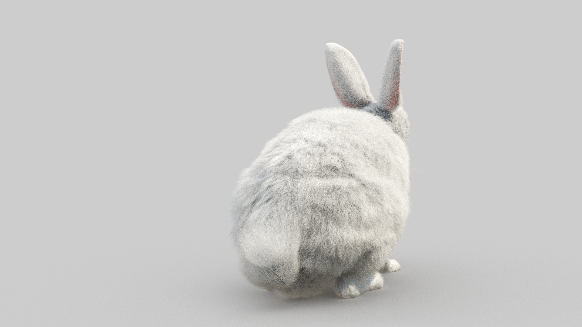 3D White Rabbit - TurboSquid 1796325