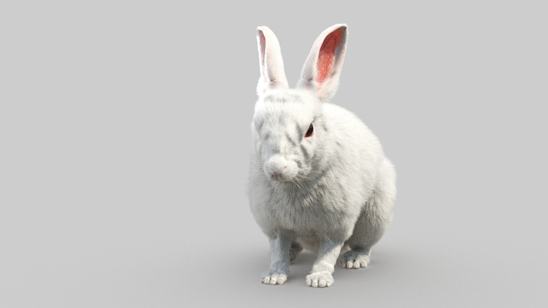 3D White Rabbit - TurboSquid 1796325